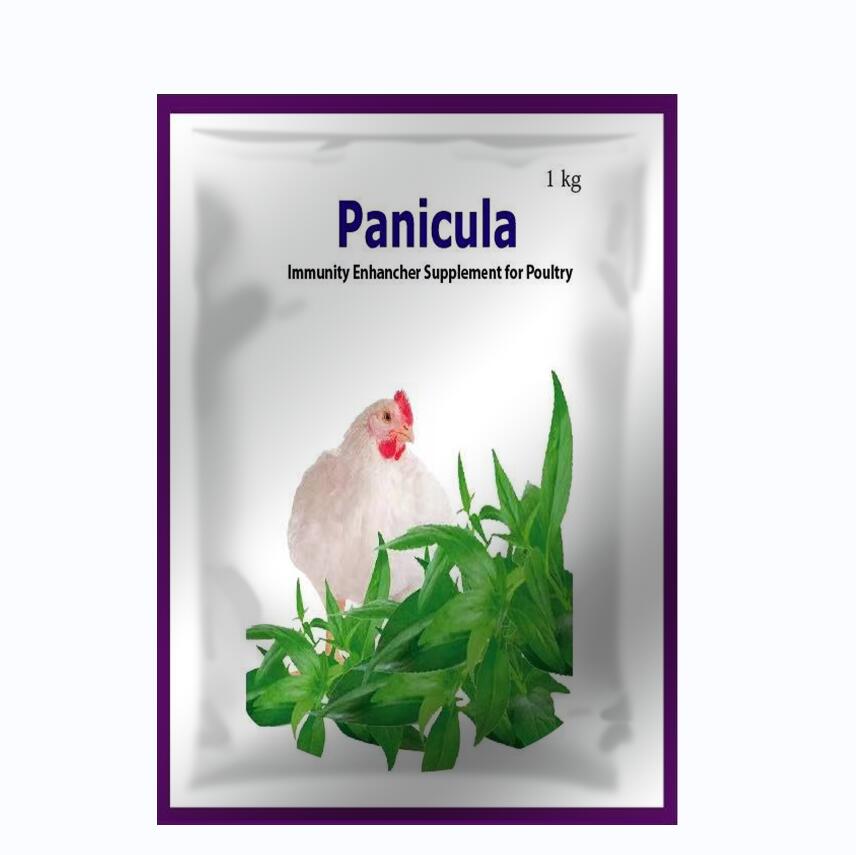 Wholesale Panicula Manufacturer and Supplier | Junyu Pharm
